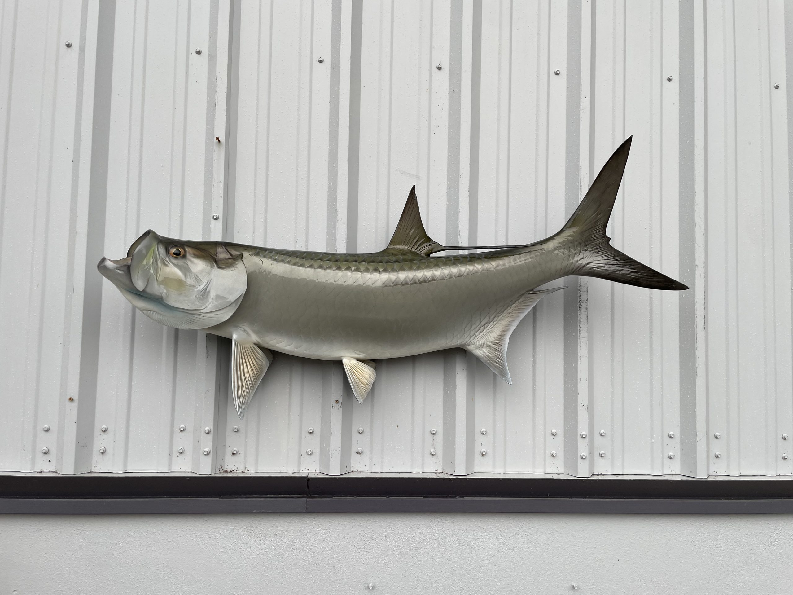 Comprendre le tarpin : Un poisson crucial pour la biodiversité marine ...