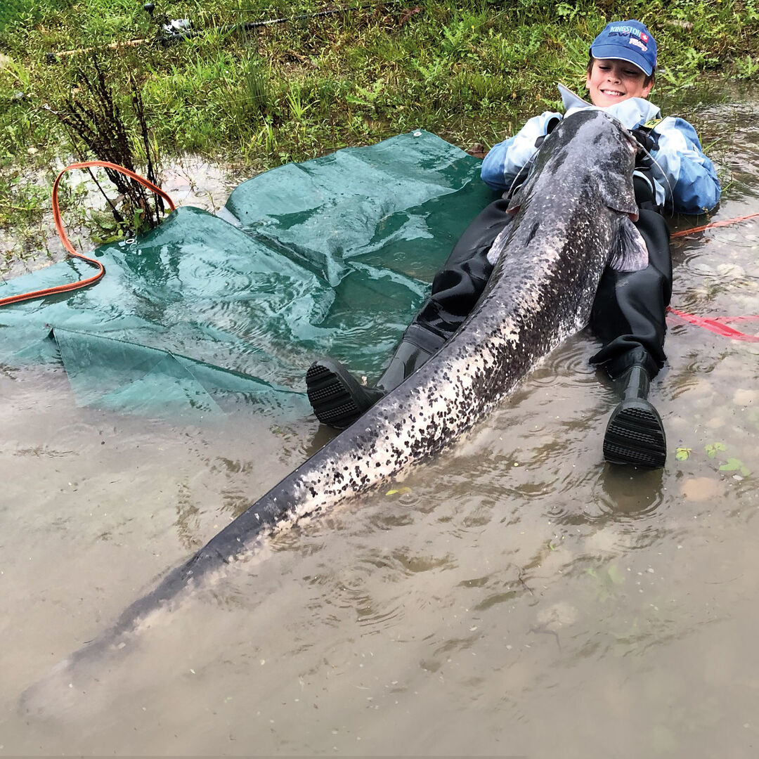 Le silure : un poisson d’eau douce fascinant – Populaction Actualités