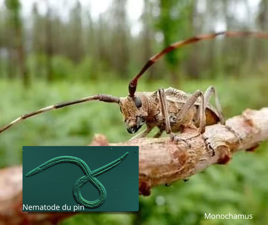 Comprendre le Nematode du Pin et son Impact Environnemental ...