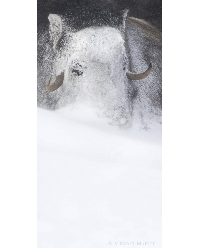 Vincent Munier : Le Maître de la Photographie Animalière Exposé en 2025 ...